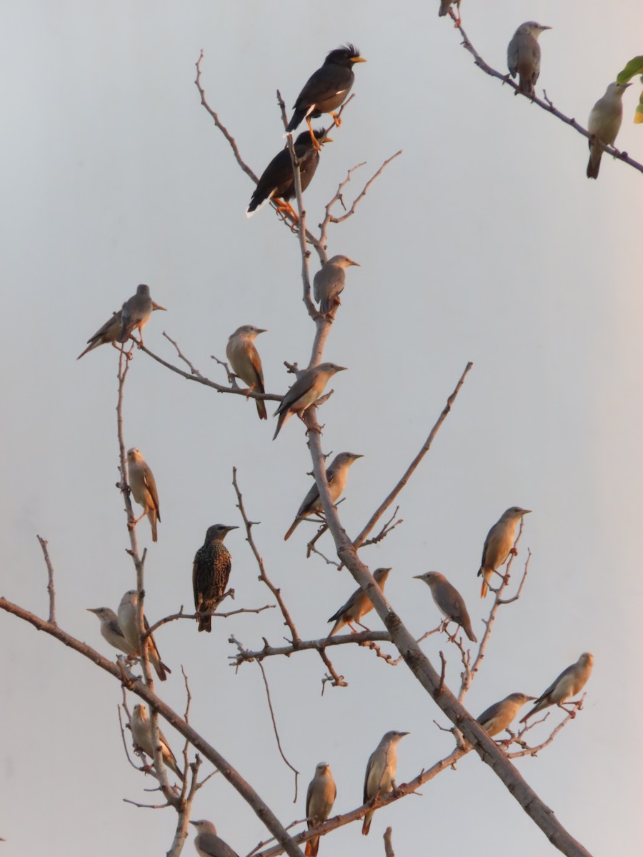eBird Checklist - 11 Nov 2022 - Vientiane--Lane Xang Starling roost - 7 ...