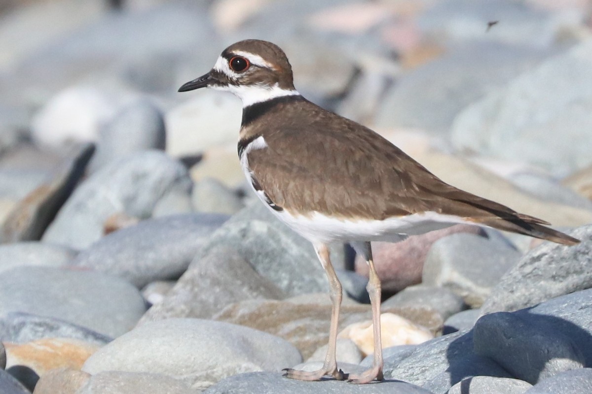 eBird Checklist - 11 Nov 2022 - Hartlen Point - 29 species