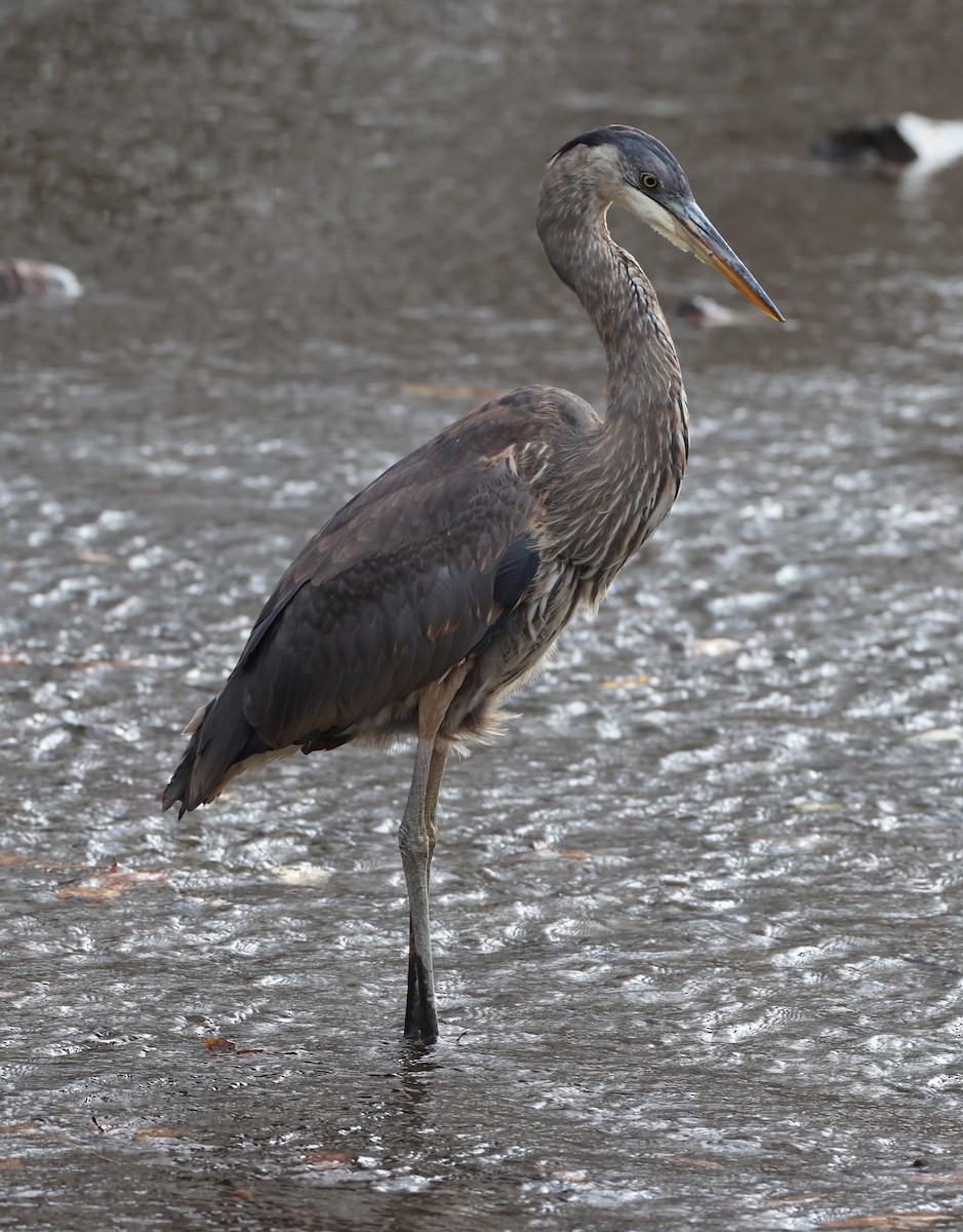 eBird Checklist - 11 Nov 2022 - Domaine de Maizerets - 12 species