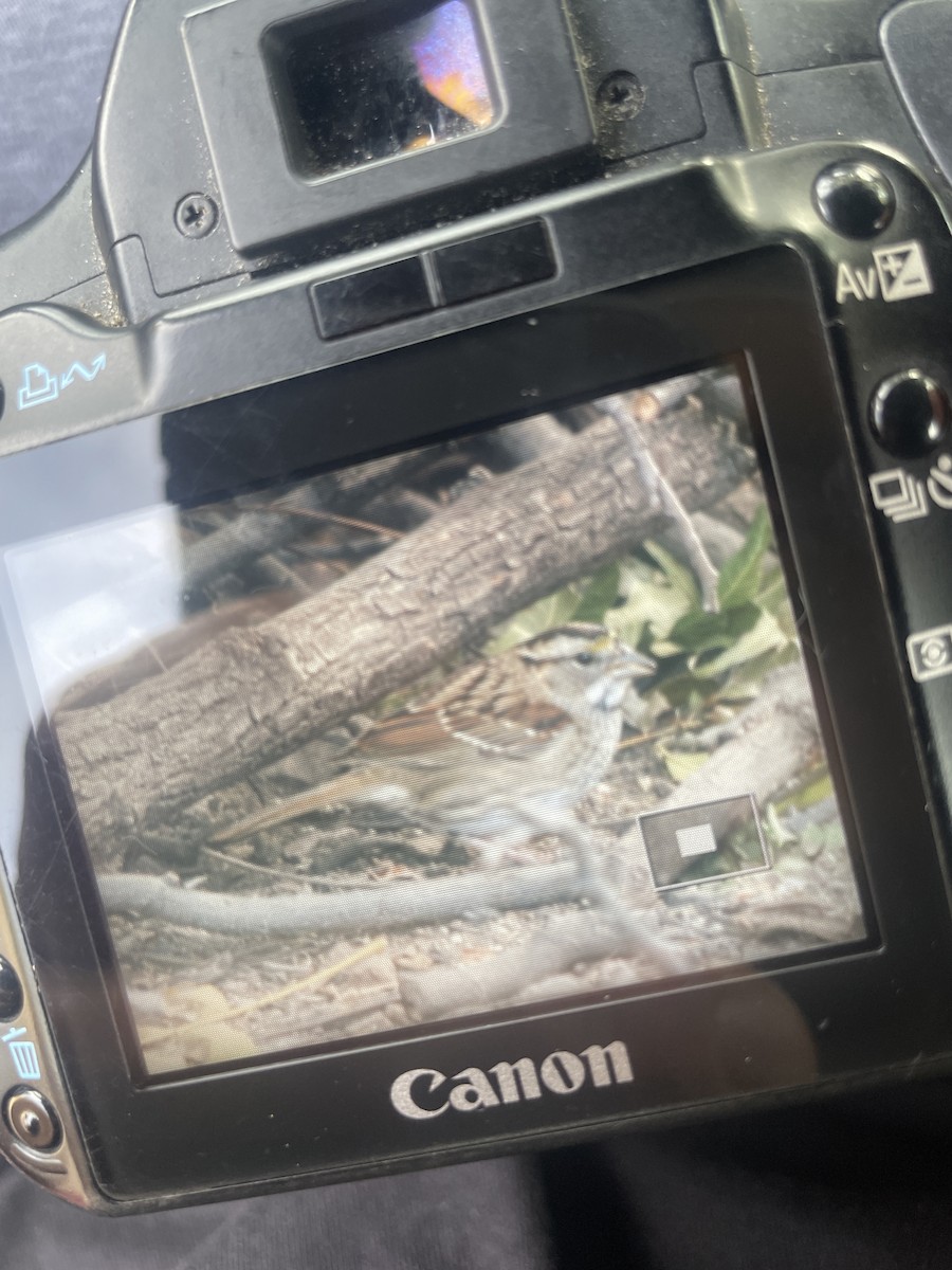 eBird Checklist - 11 Nov 2022 - Paton Center for Hummingbirds (Patons ...