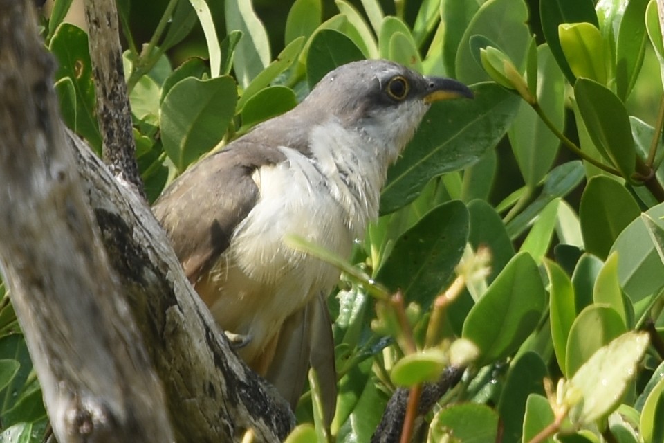 eBird Checklist - 11 Nov 2022 - Everglades NP--Snake Bight Trail - 37 ...