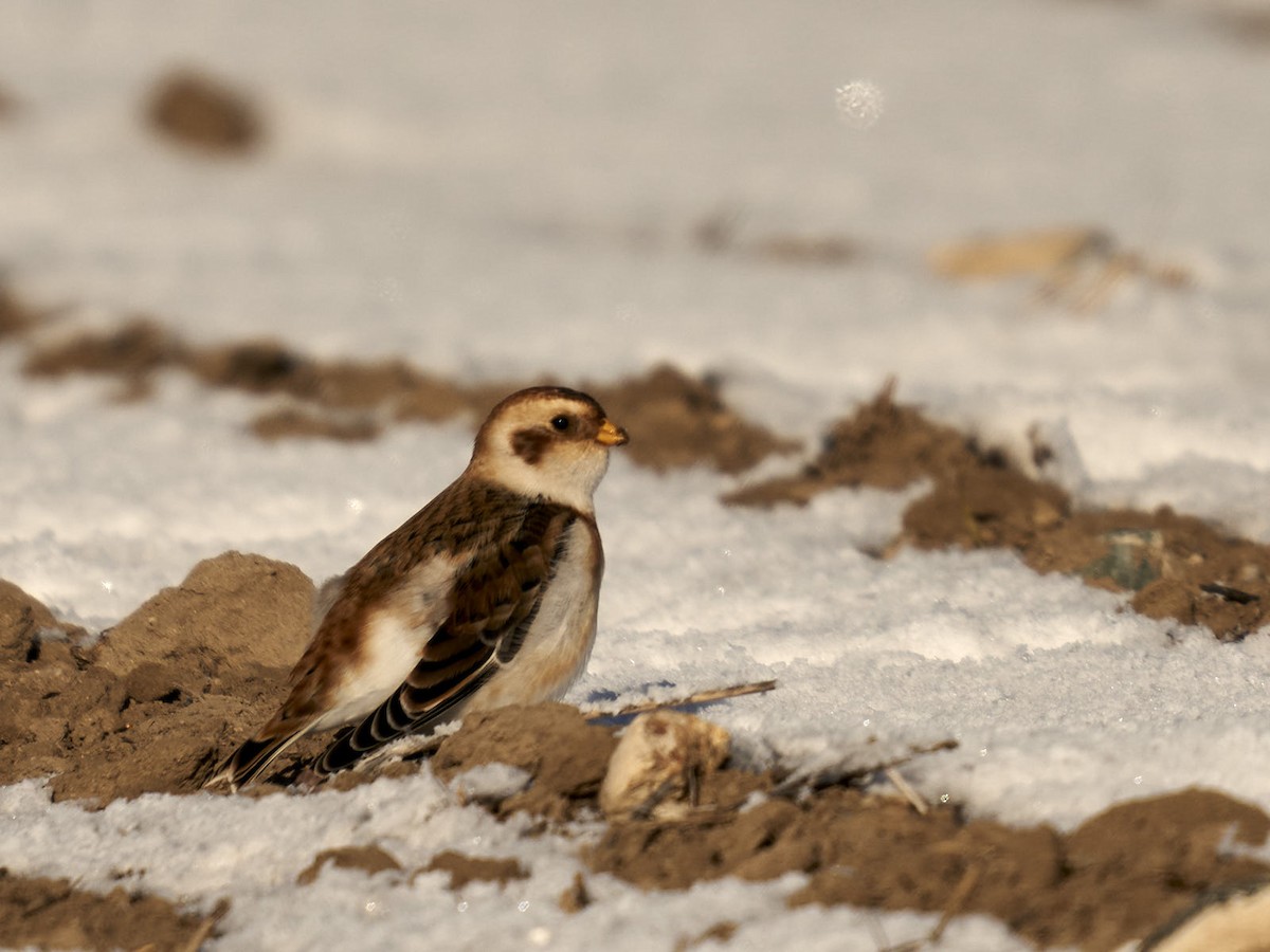 eBird Checklist - 11 Nov 2022 - 2762–2798 Diehl Ranch Dr, East Helena ...