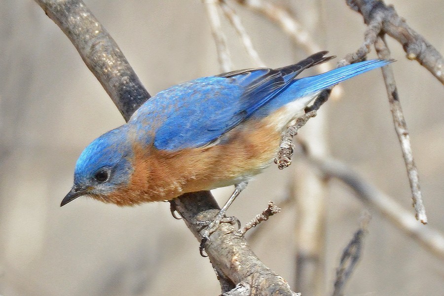 Eastern Bluebird (Mexican) - eBird