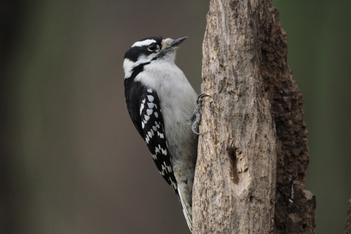 eBird Checklist - 11 Nov 2022 - Chippewa Nature Center - 16 species