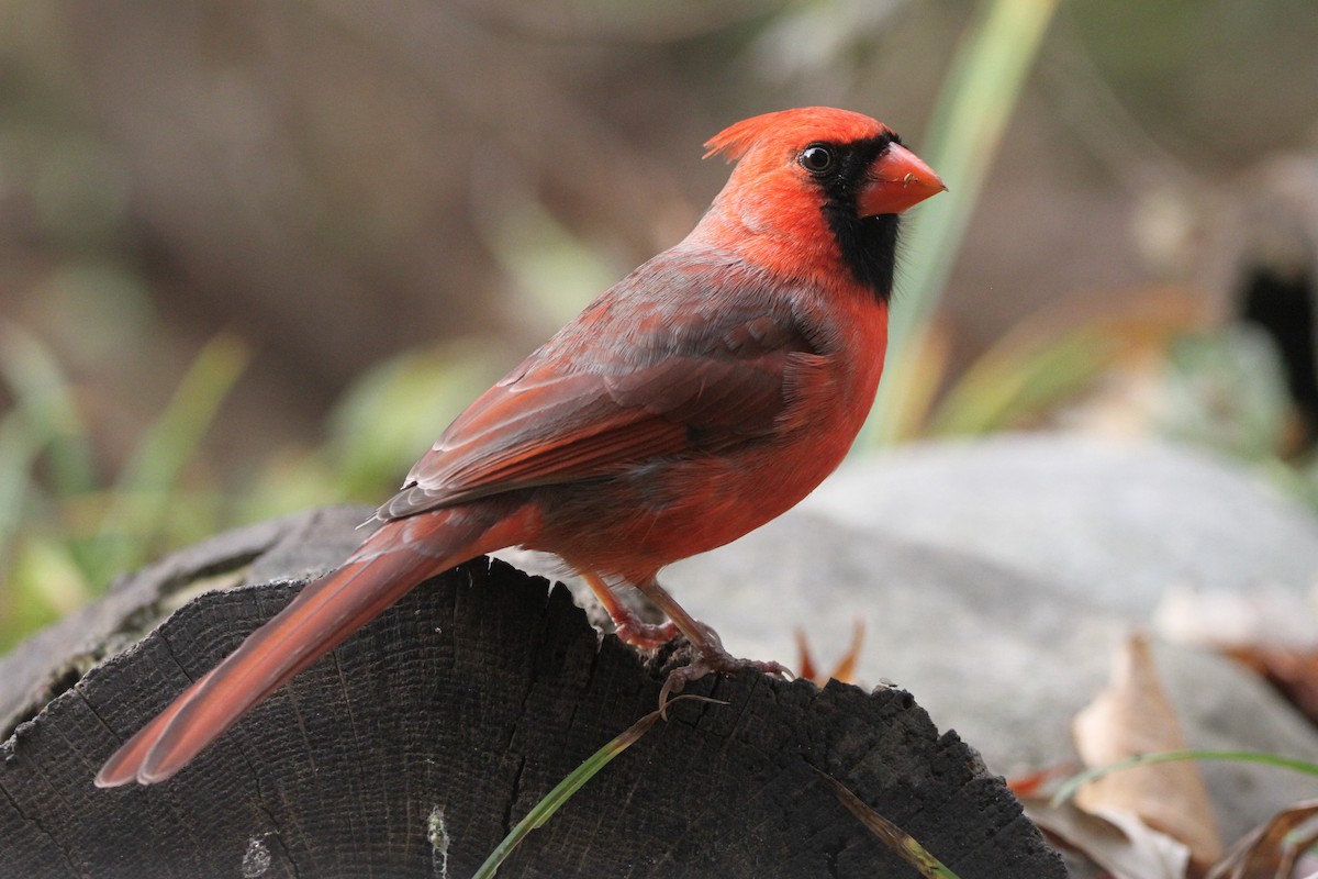 ML502915921 Northern Cardinal Macaulay Library ML502915921 Northern Cardinal Macaulay Library