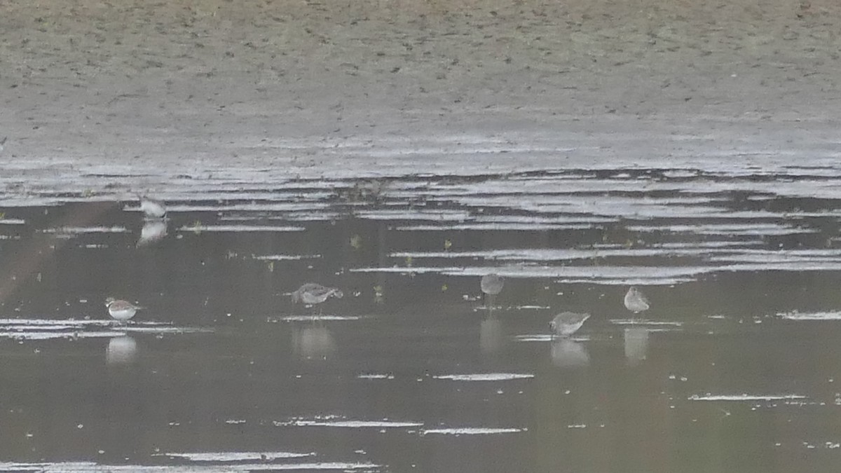 eBird Checklist - 12 Nov 2022 - Tennessee NWR--Duck River Unit--Heron ...