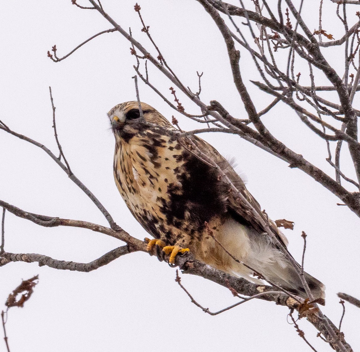 eBird Checklist - 12 Nov 2022 - Prairie Ridge State Natural Area ...