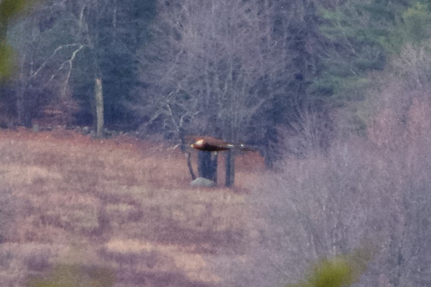 eBird Checklist - 12 Nov 2022 - Miller SP--Pack Monadnock - 9 species