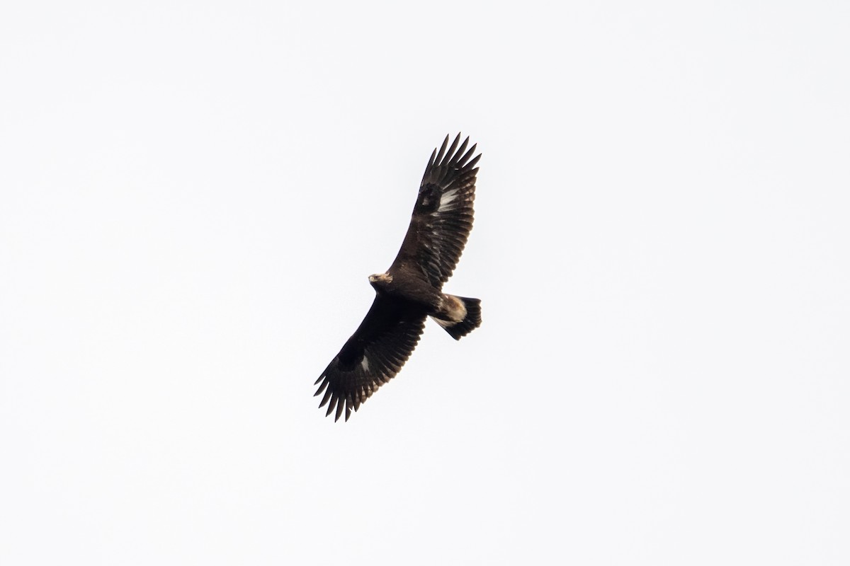 eBird Checklist - 12 Nov 2022 - Hawk Mountain Sanctuary--North Lookout ...