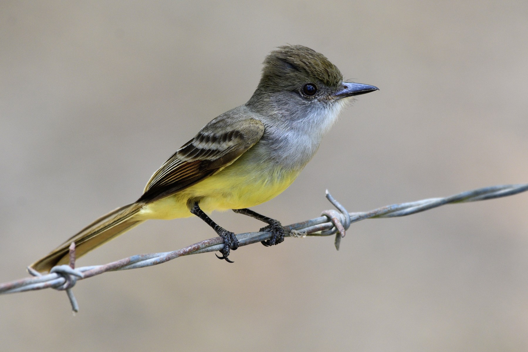 Nutting's Flycatcher (flavidior) - eBird