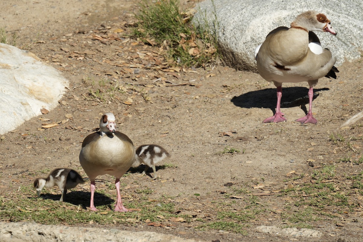 eBird Checklist - 12 Nov 2022 - Irvine Regional Park - 34 species (+1 ...
