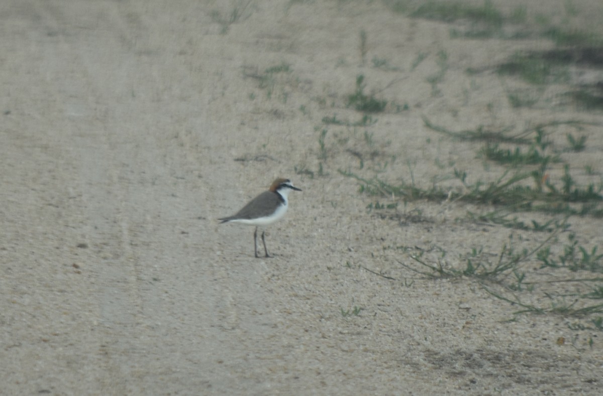 eBird Checklist - 11 Nov 2022 - Conargo - 20 species
