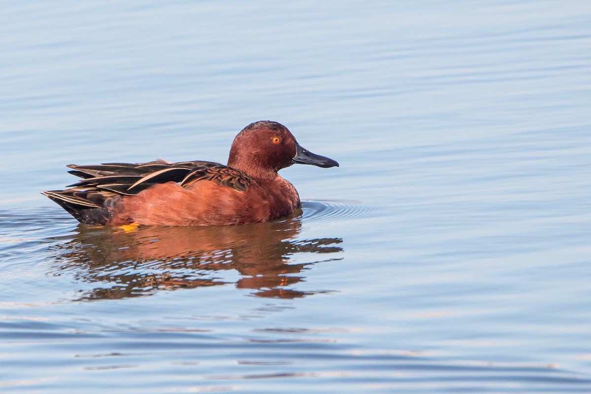 eBird Checklist - 12 Nov 2022 - IRWD San Joaquin Marsh & Wildlife ...