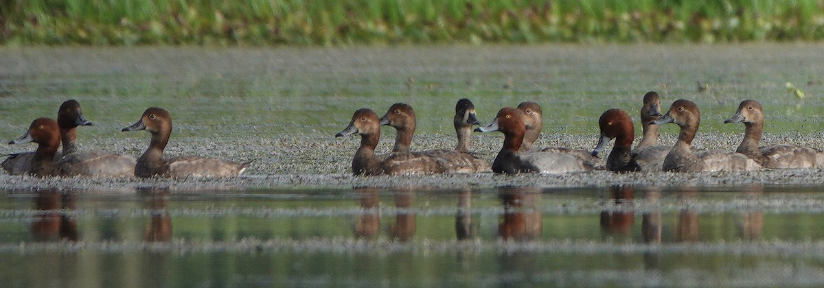 eBird Checklist - 12 Nov 2022 - Bystre Lake - 38 species