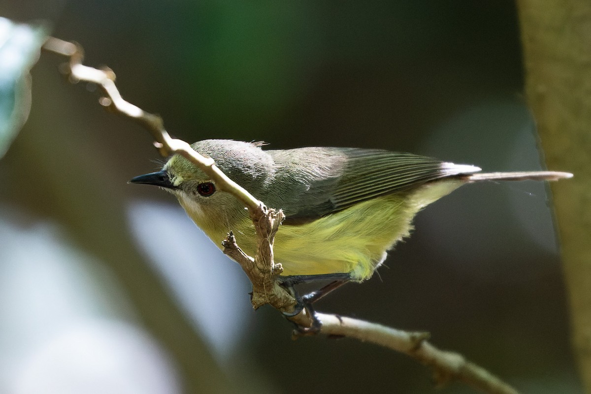 eBird Checklist - 13 Nov 2022 - Chris Kenny Park (Cooran) - 32 species