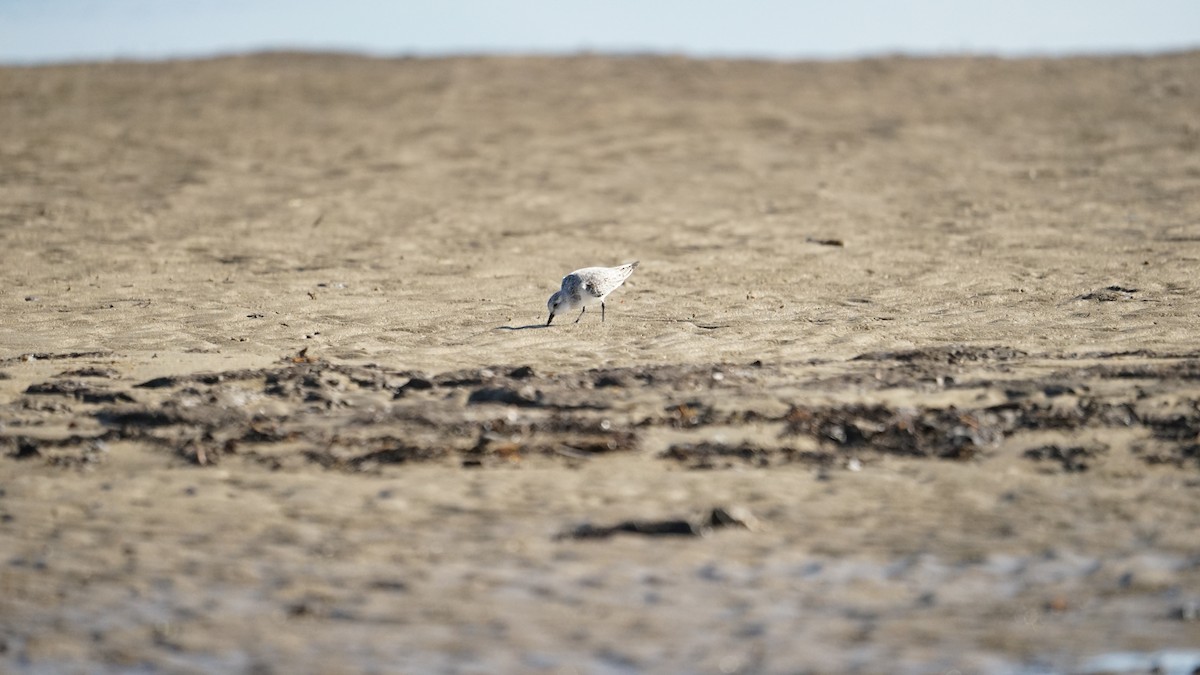 eBird Checklist - 13 Nov 2022 - Barron River Mouth - 14 species