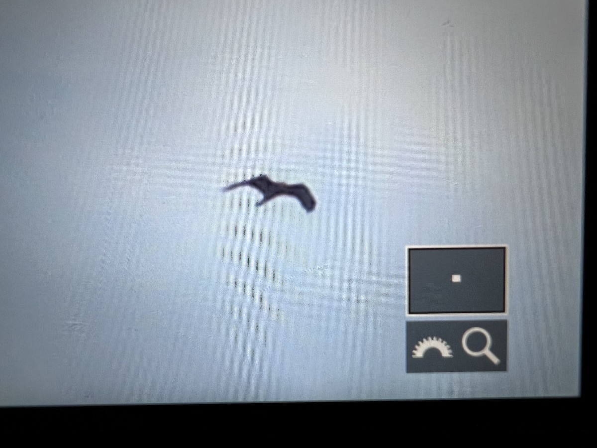 eBird Checklist - 12 Nov 2022 - Troy Meadows Natural Area - 54 species ...