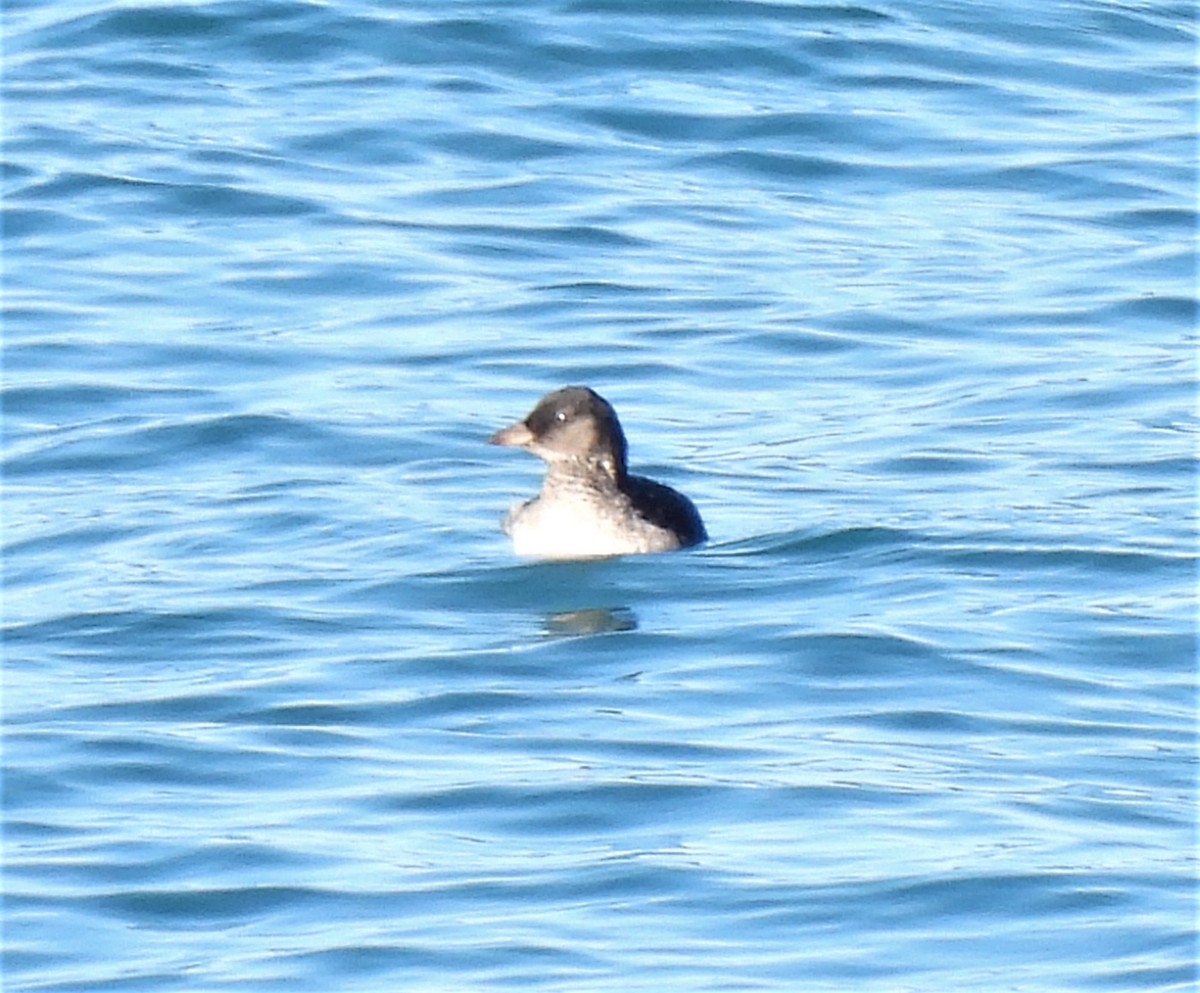 eBird Checklist - 12 Nov 2022 - Boiler Bay State Wayside - 12 species ...