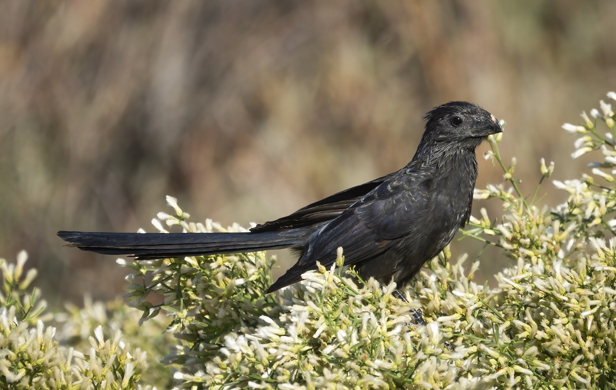 eBird Checklist - 12 Nov 2022 - Palo Verde Ecological Reserve - 40 ...