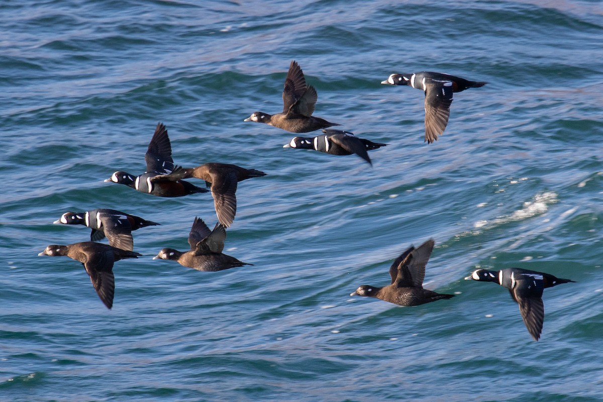 eBird Checklist - 12 Nov 2022 - Kodiak Isl. South Near Island Trail ...