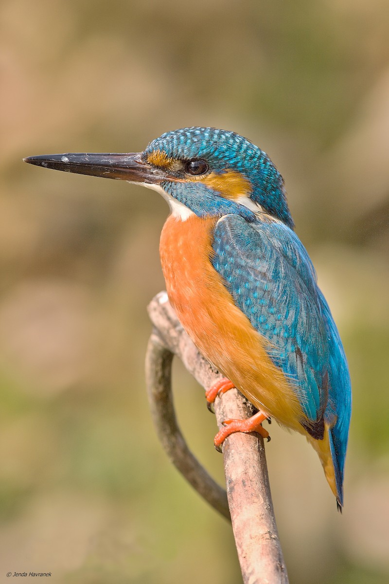 eBird Checklist - 9 Apr 2009 - břeh - 10 species