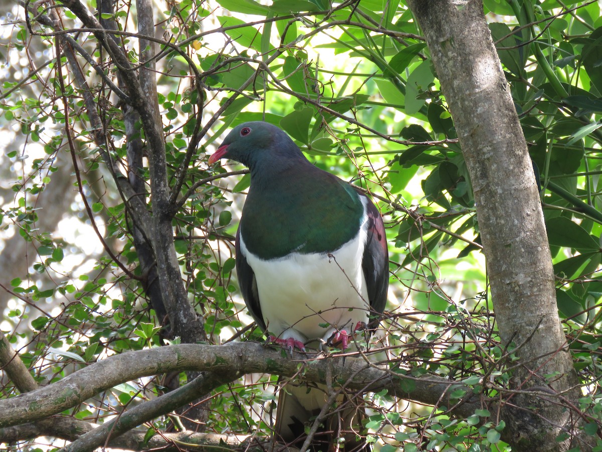 eBird Checklist - 13 Nov 2022 - Tiritiri Matangi--general - 24 species