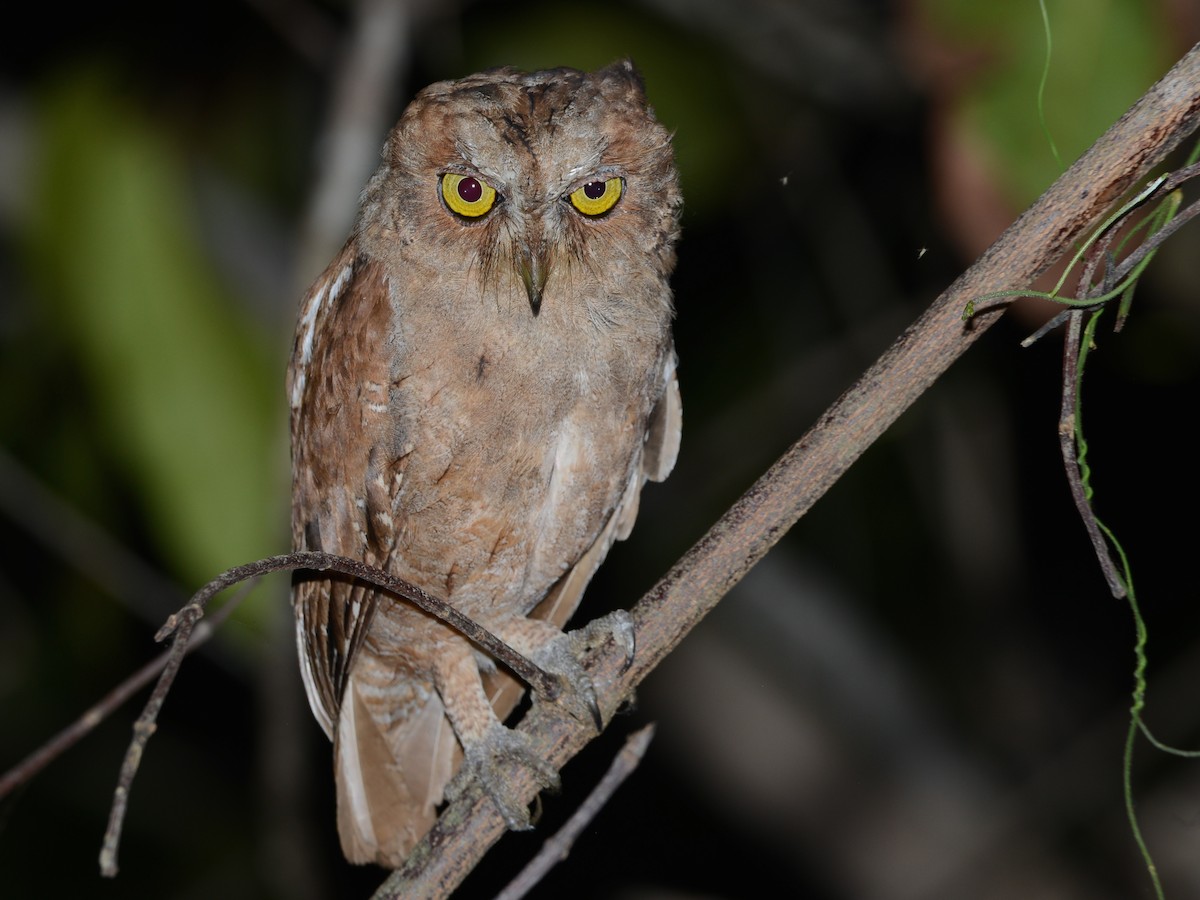 Pemba Scops-Owl - Otus pembaensis - Birds of the World