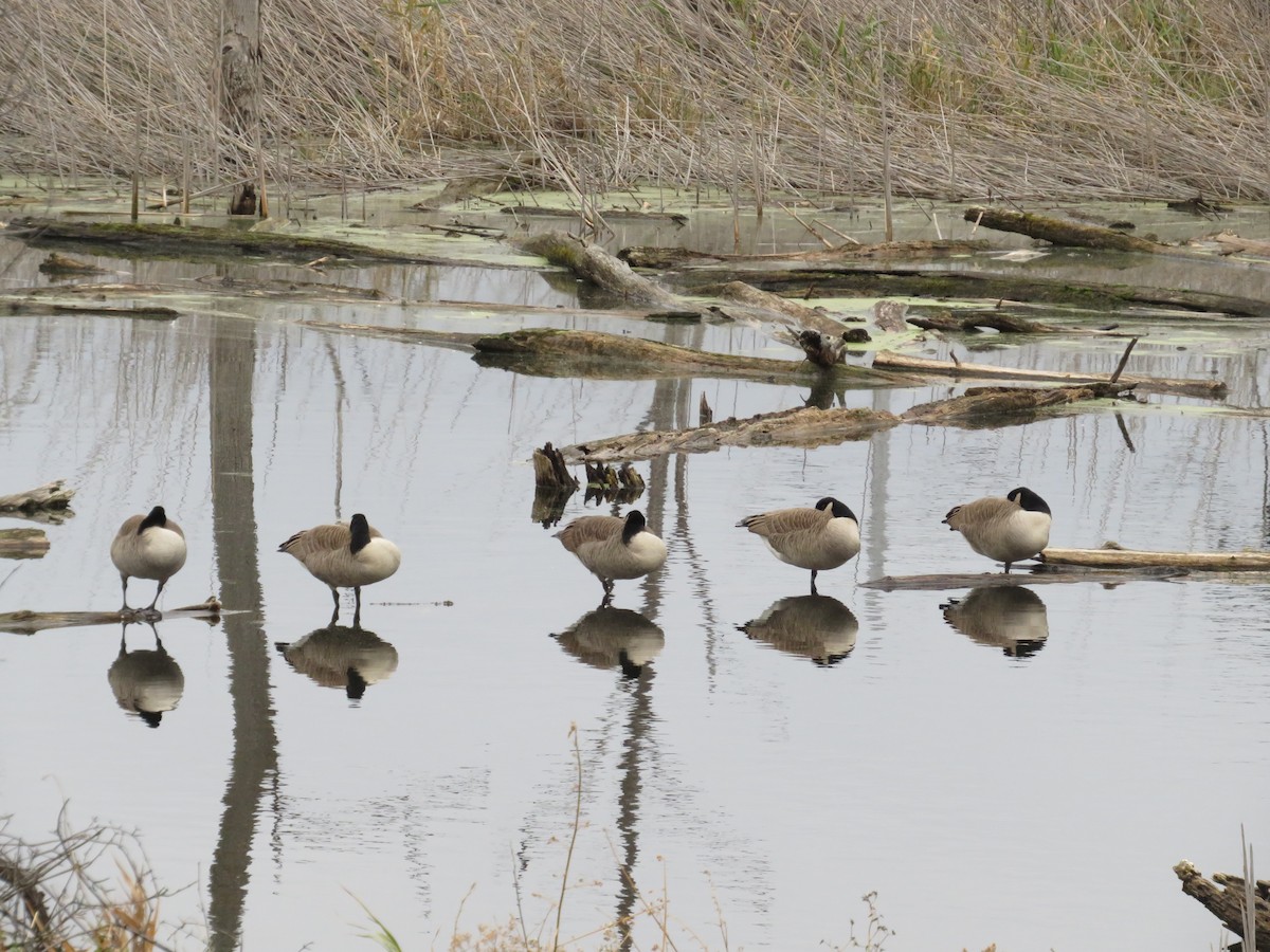 eBird Checklist - 12 Nov 2022 - Highland Rookery (Cline Ave. Marsh ...