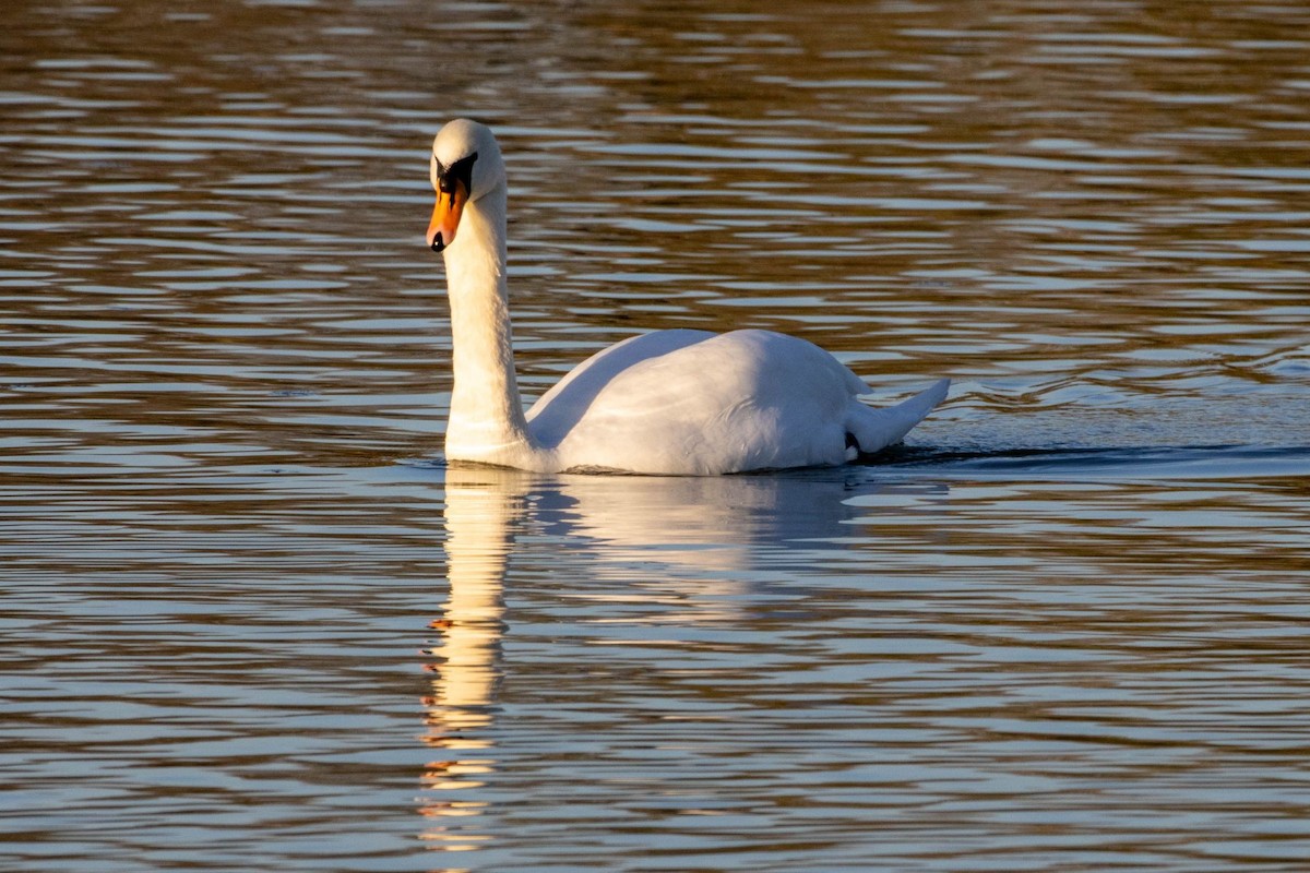 eBird Checklist - 12 Nov 2022 - Rutland Water NR--Egleton Reserve - 37 ...