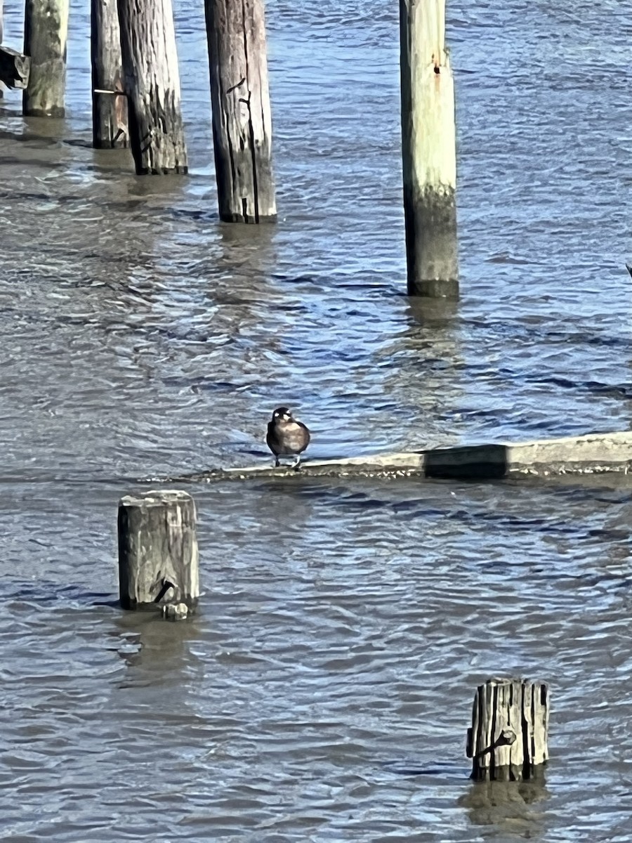 eBird Checklist - 13 Nov 2022 - DuPont Nature Center--Osprey Beach ...