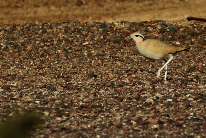 eBird Checklist - 7 Mar 2017 - Southern Wadi of Ras Shukeir Saltmarshes ...