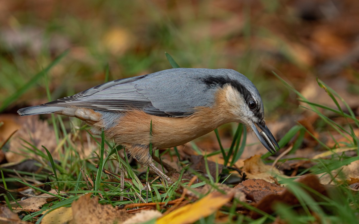 ML503402381 Eurasian Nuthatch (Western) Macaulay Library