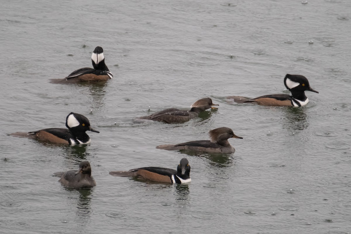 Mass Audubon eBird Checklist - 13 Nov 2022 - Waquoit Landing House ...