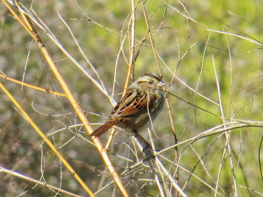 eBird Checklist - 13 Nov 2022 - IRWD San Joaquin Marsh & Wildlife ...