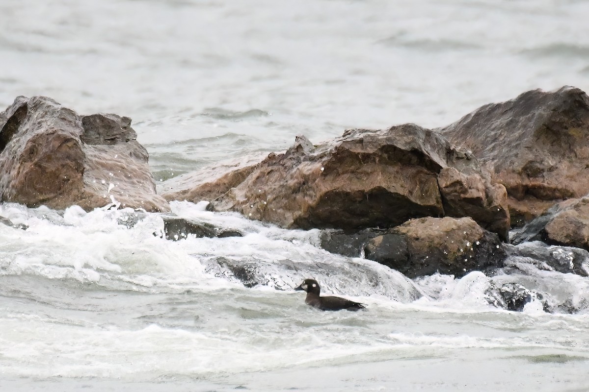 eBird Checklist - 12 Nov 2022 - Presque Isle SP--Sunset Pt. - 17 species