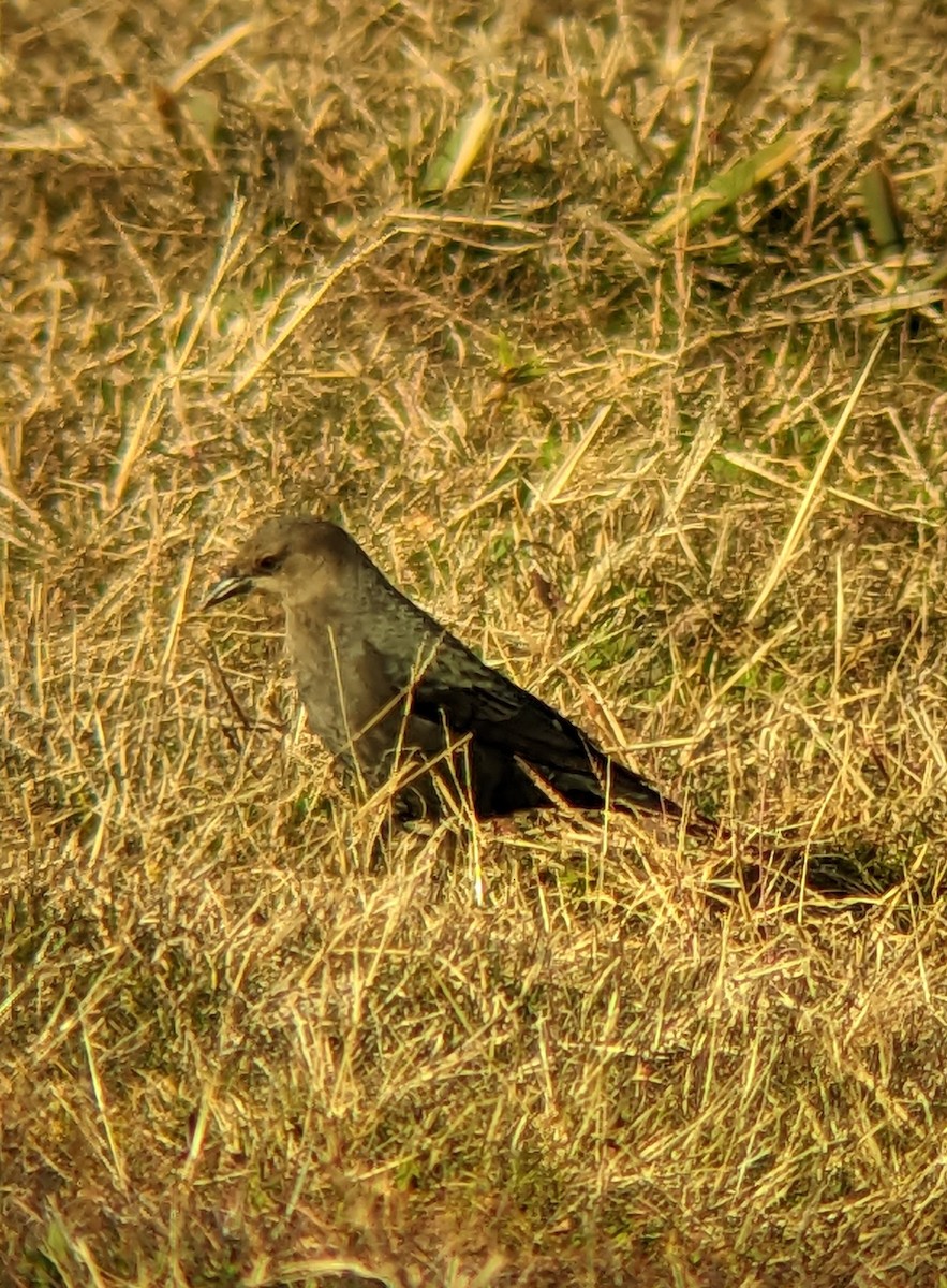 eBird Checklist - 13 Nov 2022 - Sandy Hook - 5 species