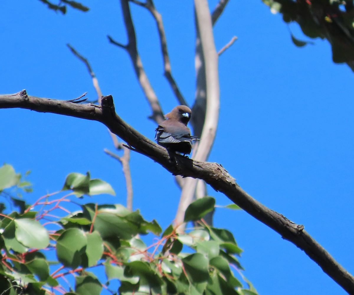 eBird Checklist - 13 Nov 2022 - Western Creek State Forest--Dunmore Rd ...