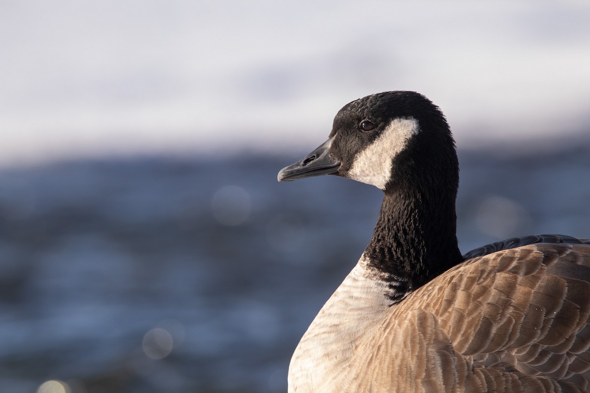 eBird Checklist - 11 Nov 2022 - Calgary--Carburn Park - 37 species (+1 ...