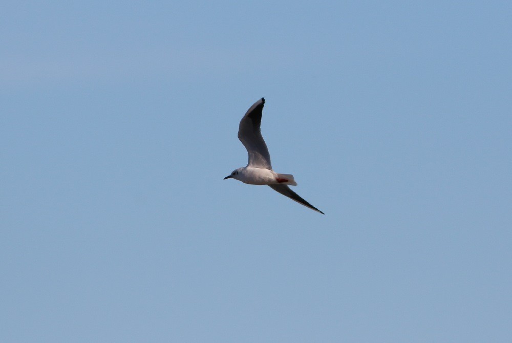 eBird Checklist - 13 Nov 2022 - Mason Inlet Waterbird Management Area ...