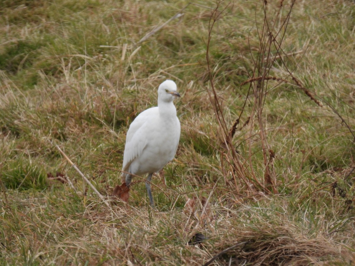 eBird Checklist - 13 Nov 2022 - Brighton--Huff Road - 3 species