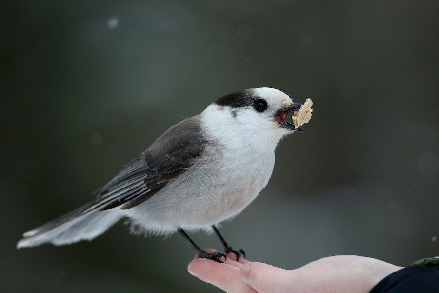 Canada Jay (Boreal) - eBird