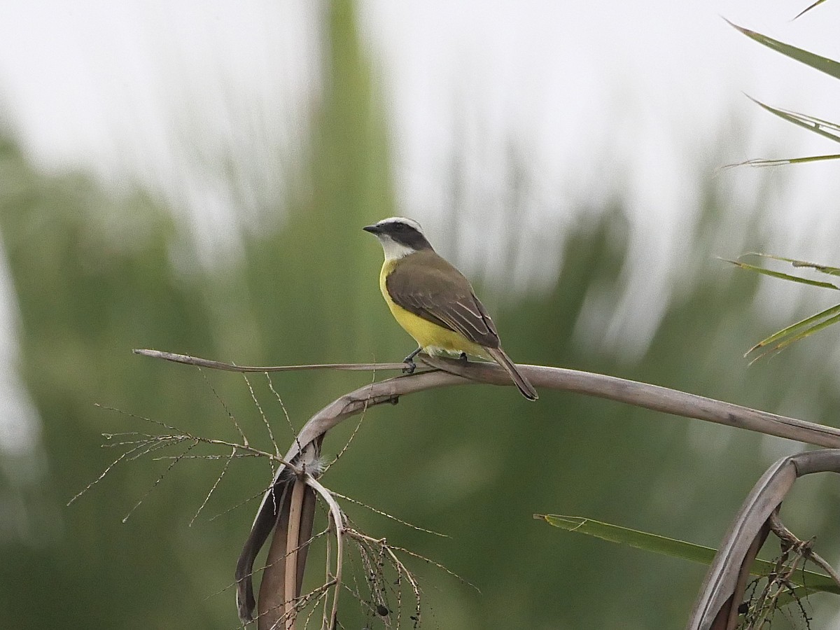 eBird Checklist - 13 Nov 2022 - Univ. of Texas, RGV (Brownsville ...