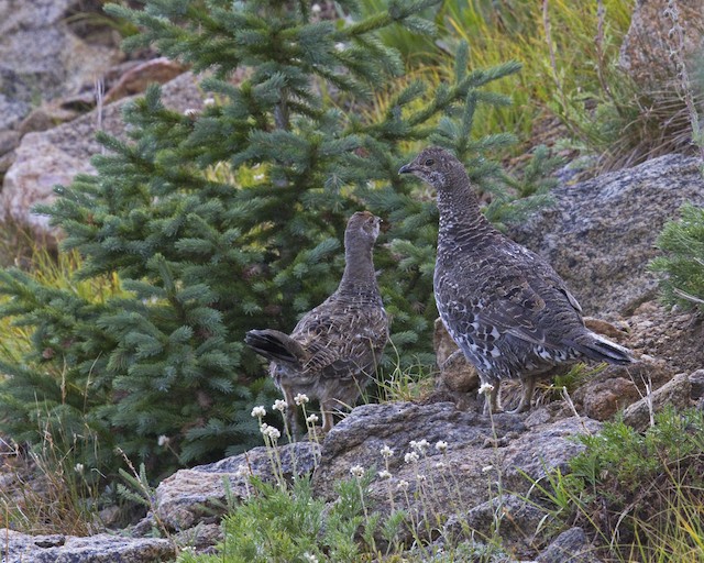 Breeding - Dusky Grouse - Dendragapus obscurus - Birds of the World