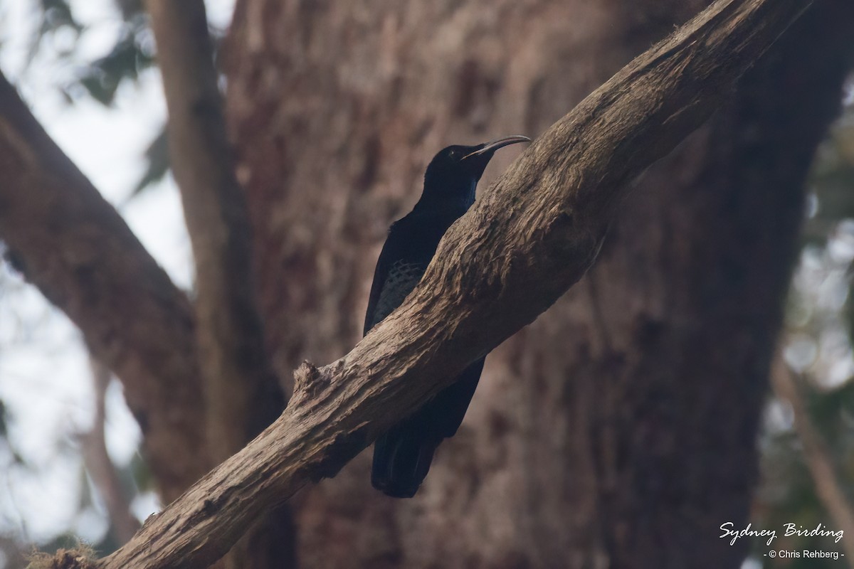 eBird Checklist - 13 Nov 2022 - Gloucester Tops - 12 species