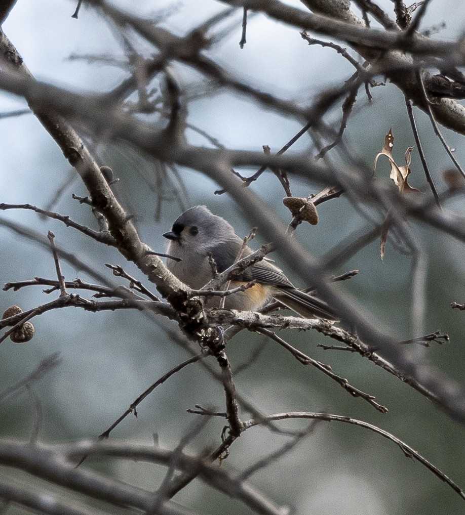 eBird Checklist - 13 Nov 2022 - Irvine Nature Center - 35 species (+1 ...