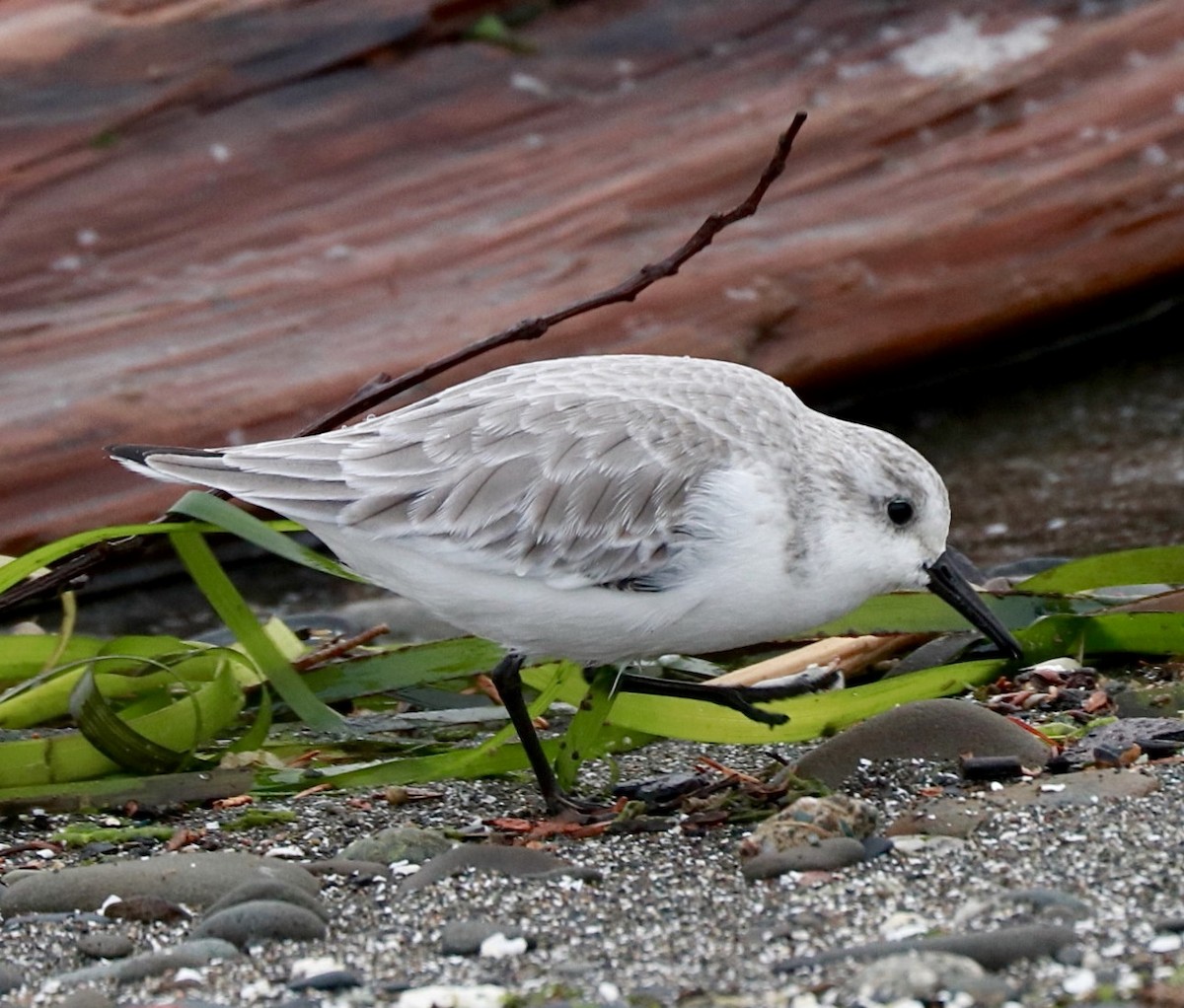 eBird Checklist - 14 Nov 2022 - Ediz Hook - 24 species
