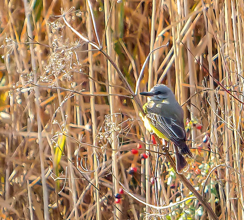 eBird Checklist - 14 Nov 2022 - Windsor--Brock Park & Mill Park - 9 species