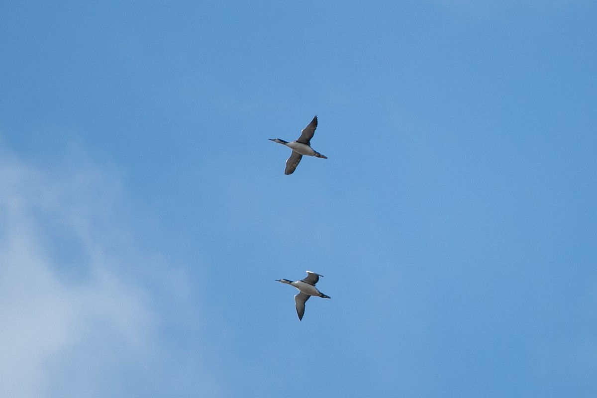 eBird Checklist - 13 Nov 2022 - Waggoner's Gap Hawk Watch (IBA) - 21 ...