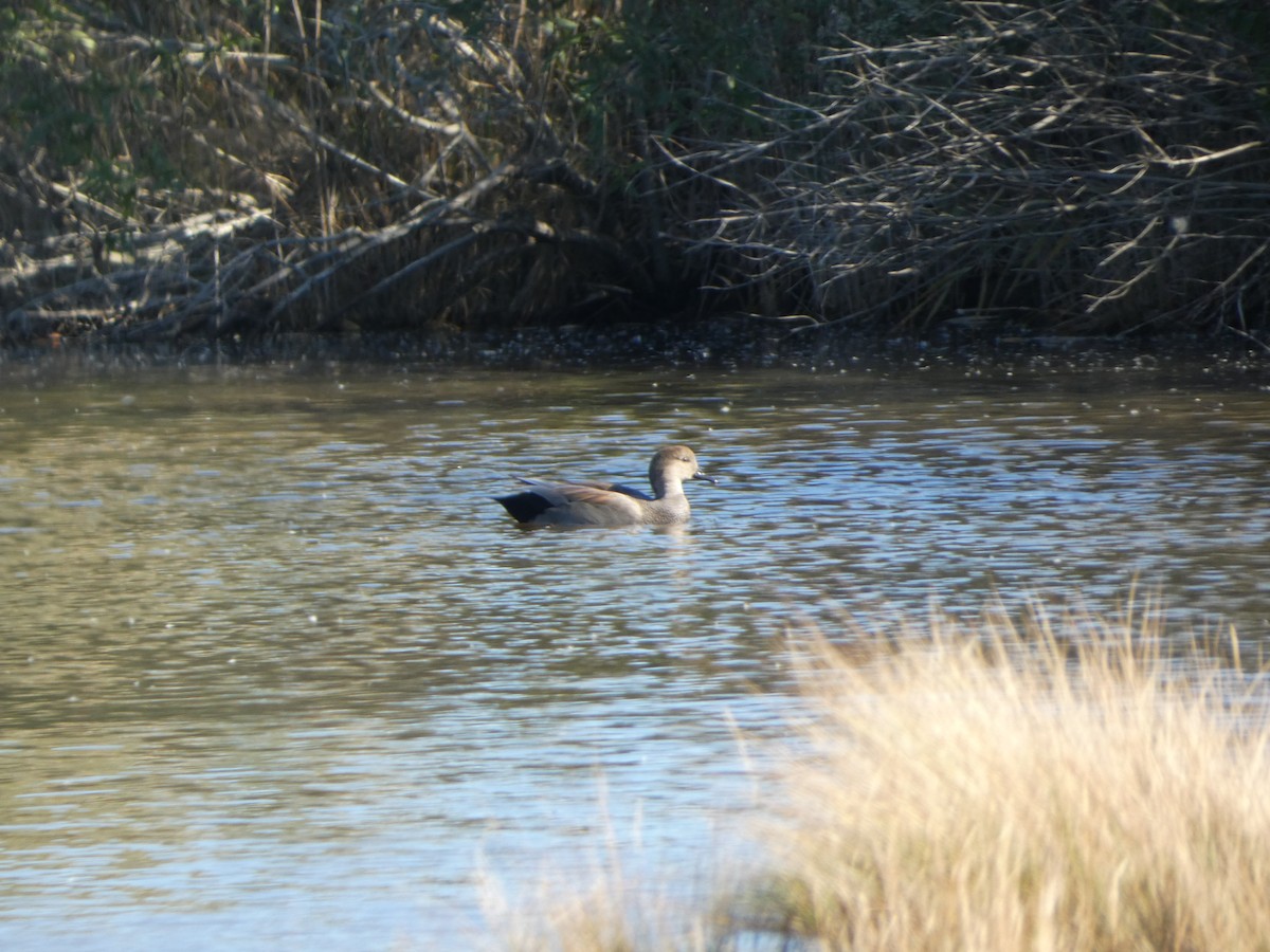 eBird Checklist - 13 Nov 2022 - Grandview Nature Preserve - 24 species