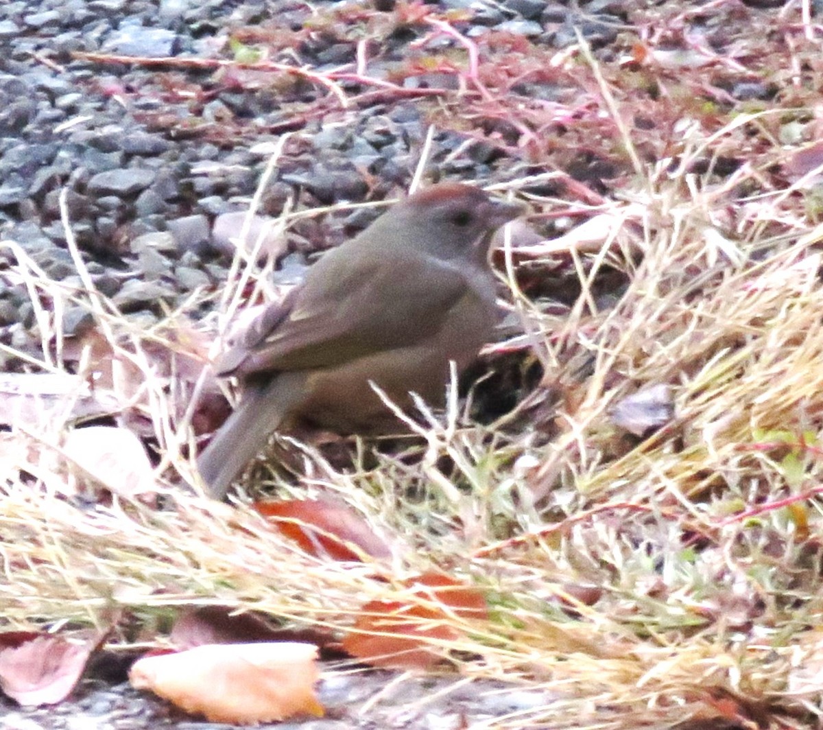 eBird Checklist - 14 Nov 2022 - Oregon State University - Peavy Hall ...